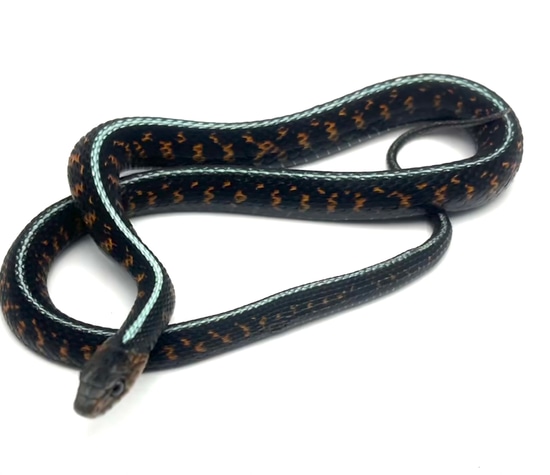 Oregon Red Spotted Garter Snake by Central Texas Reptile Co-op