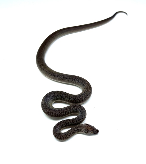 Granite Spotted Python by Central Texas Reptile Co-op