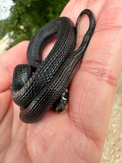 Lake Cuitzeo (Kinked) Garter Snake by Central Texas Reptile Co-op