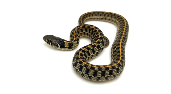 Garter Garter Snake by Central Texas Reptile Co-op