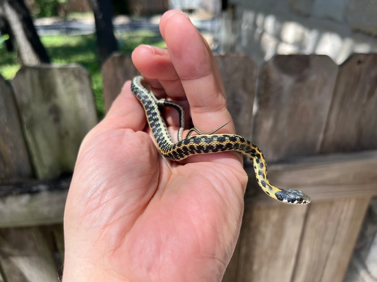 Western Blackneck Garter Snake by Central Texas Reptile Co-op