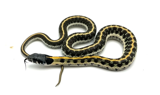 Blackneck Pair Garter Snake by Central Texas Reptile Co-op