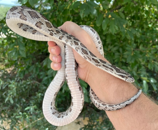 LTC Gillespie Co. Great Plains - Emoryi Other Rat Snake by Central ...