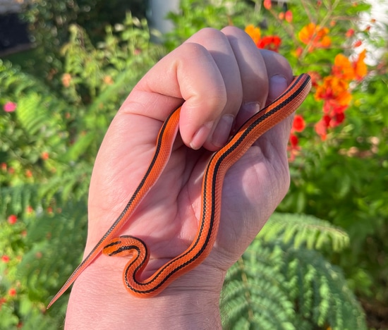 Coxi Bamboo Rat Snake by Central Texas Reptile Co-op