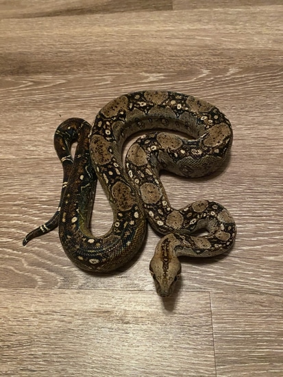 Sonoran Boa Boa Constrictor by Broke Leg Constrictors