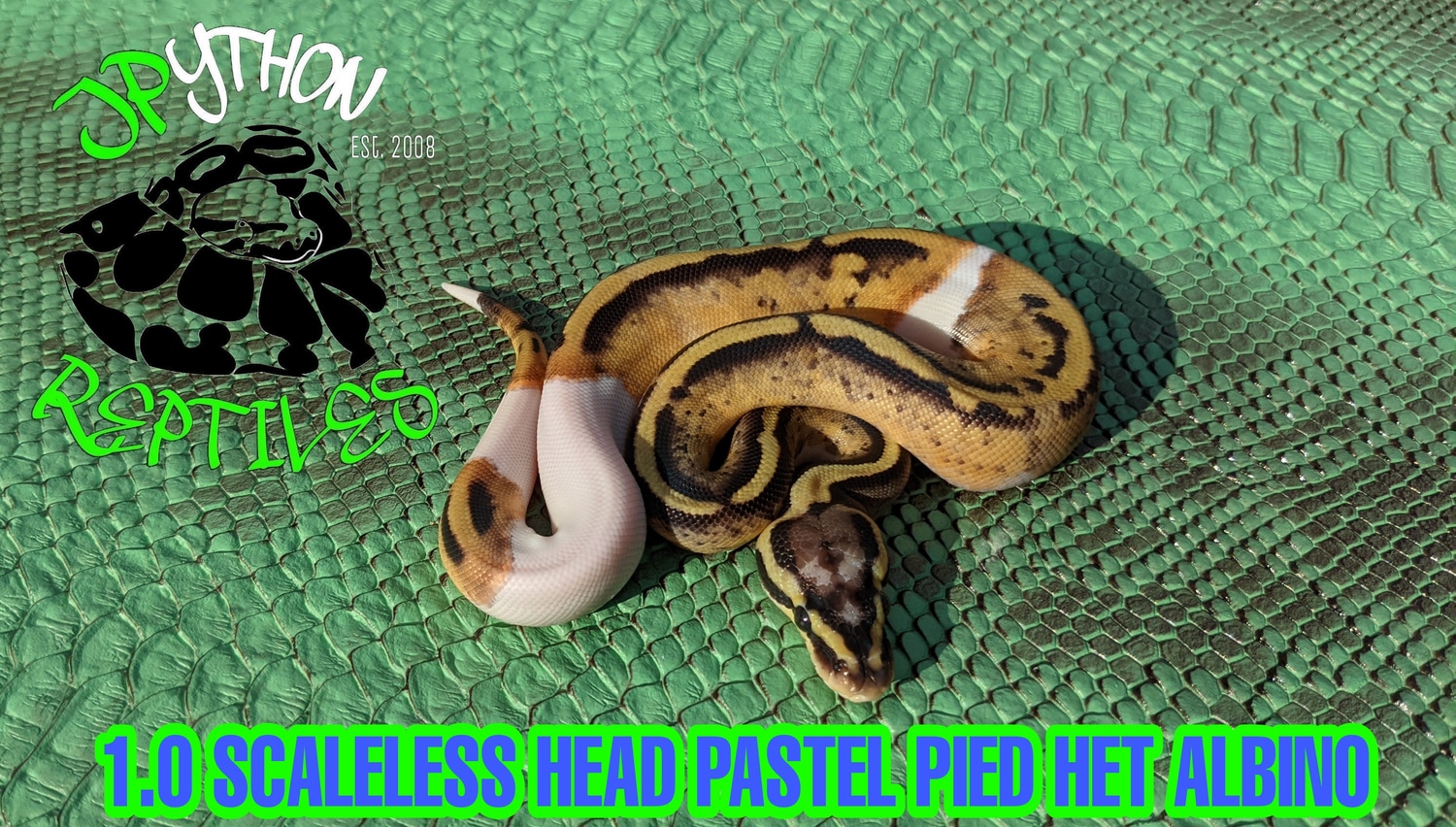 Male Scaleless Head Pastel Pied Het Albino Ball Python by JPython ...
