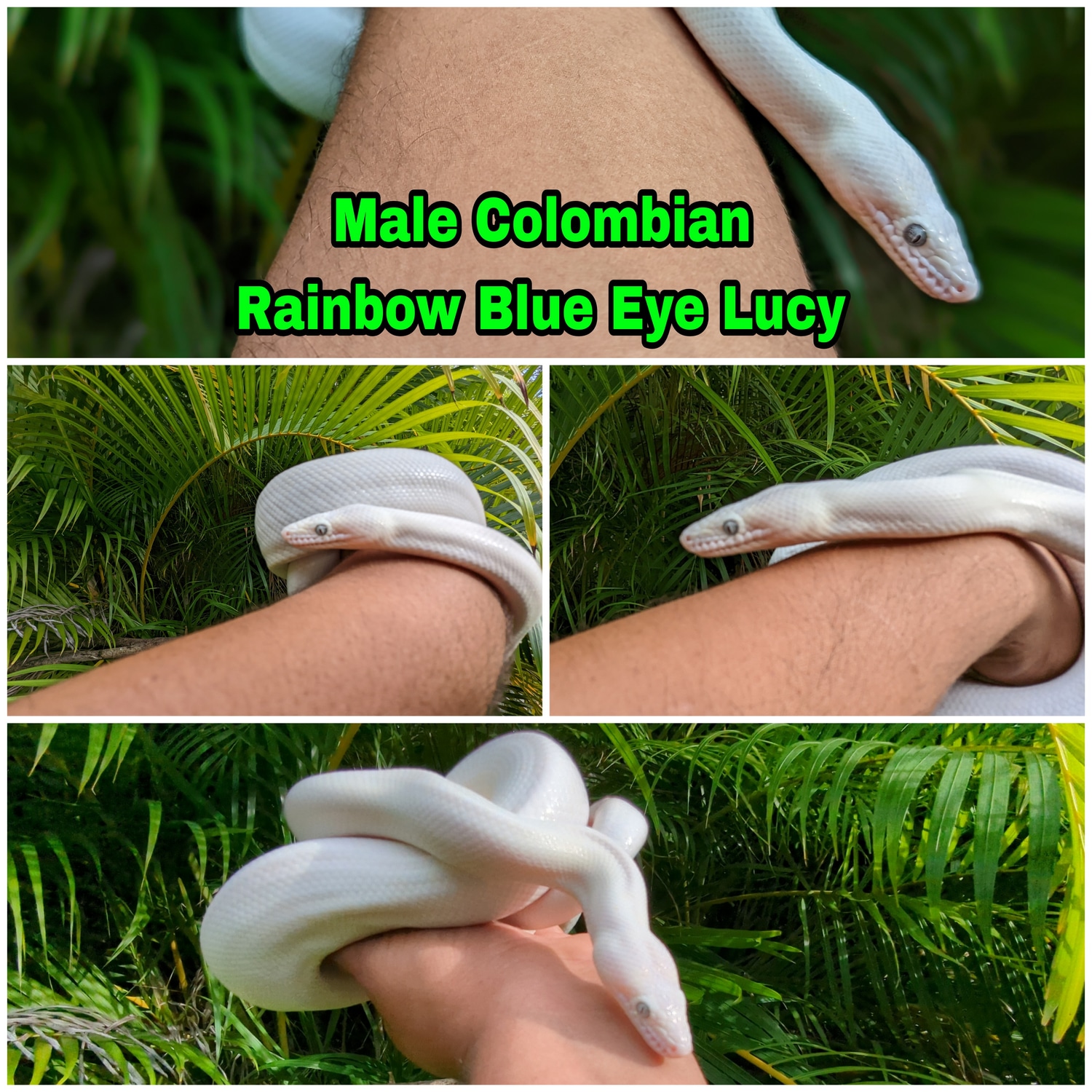 Blue Eye Lucy Male Adult Colombian Rainbow Boa by JPython Reptiles ...