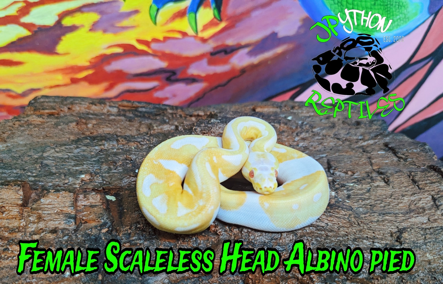 Female Scaleless Head Albino Pied Ball Python by JPython Reptiles ...