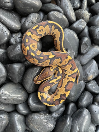 Black Head Fire Yb Red Gene Ringer Gene Ball Python by JqBall Pythons LLC