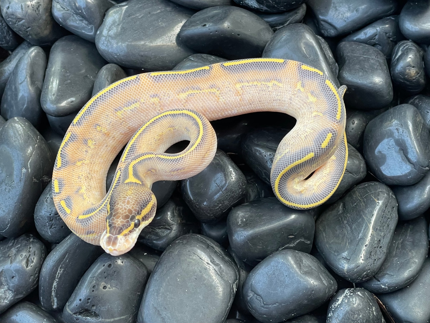 Highway 100%Het G-Stripe Ball Python by JqBall Pythons - MorphMarket