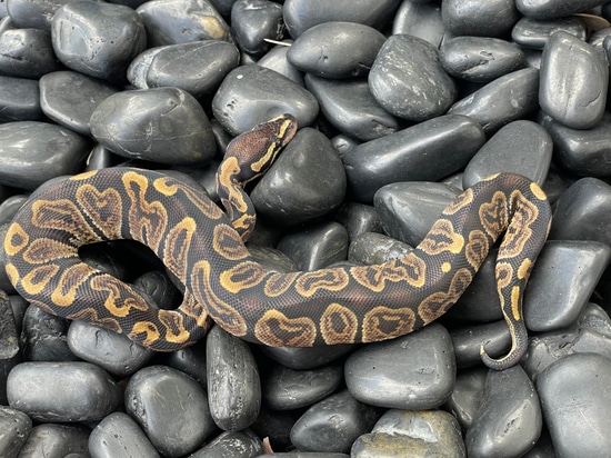 Ghi 66% Het Puzzle Pos Het Hypo Het Dg Ball Python by JqBall Pythons LLC