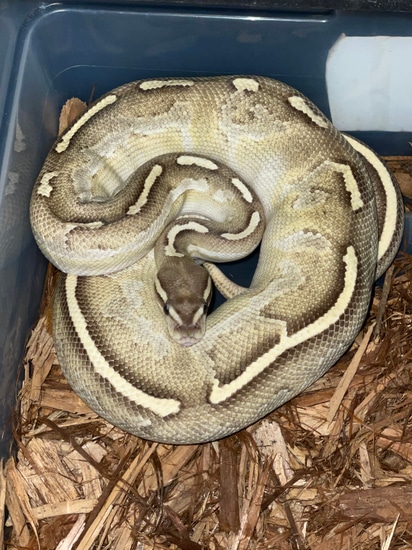 20 Blackhead Lesser YB Ringer Gene Ball Python by JqBall Pythons LLC