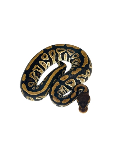Jedi Bongo Ball Python by JqBall Pythons LLC