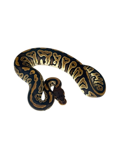 Jedi Bongo Ball Python by JqBall Pythons LLC