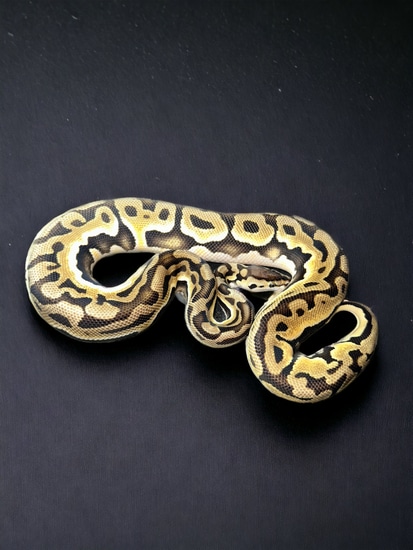 22 Pastel OD Weirdo Puzzle Ball Python by JqBall Pythons LLC
