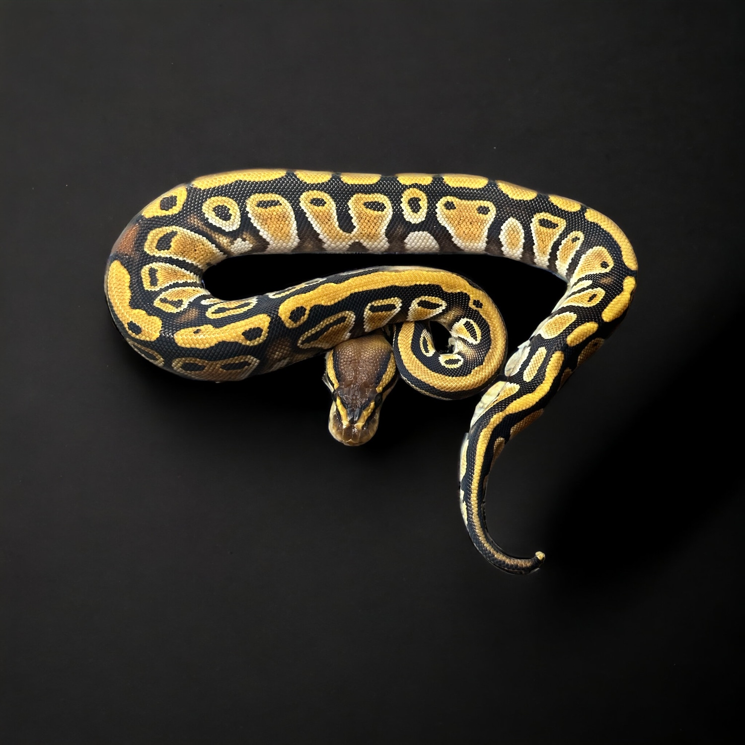Cypress Od Pos Het Clown Ball Python by JqBall Pythons LLC - MorphMarket