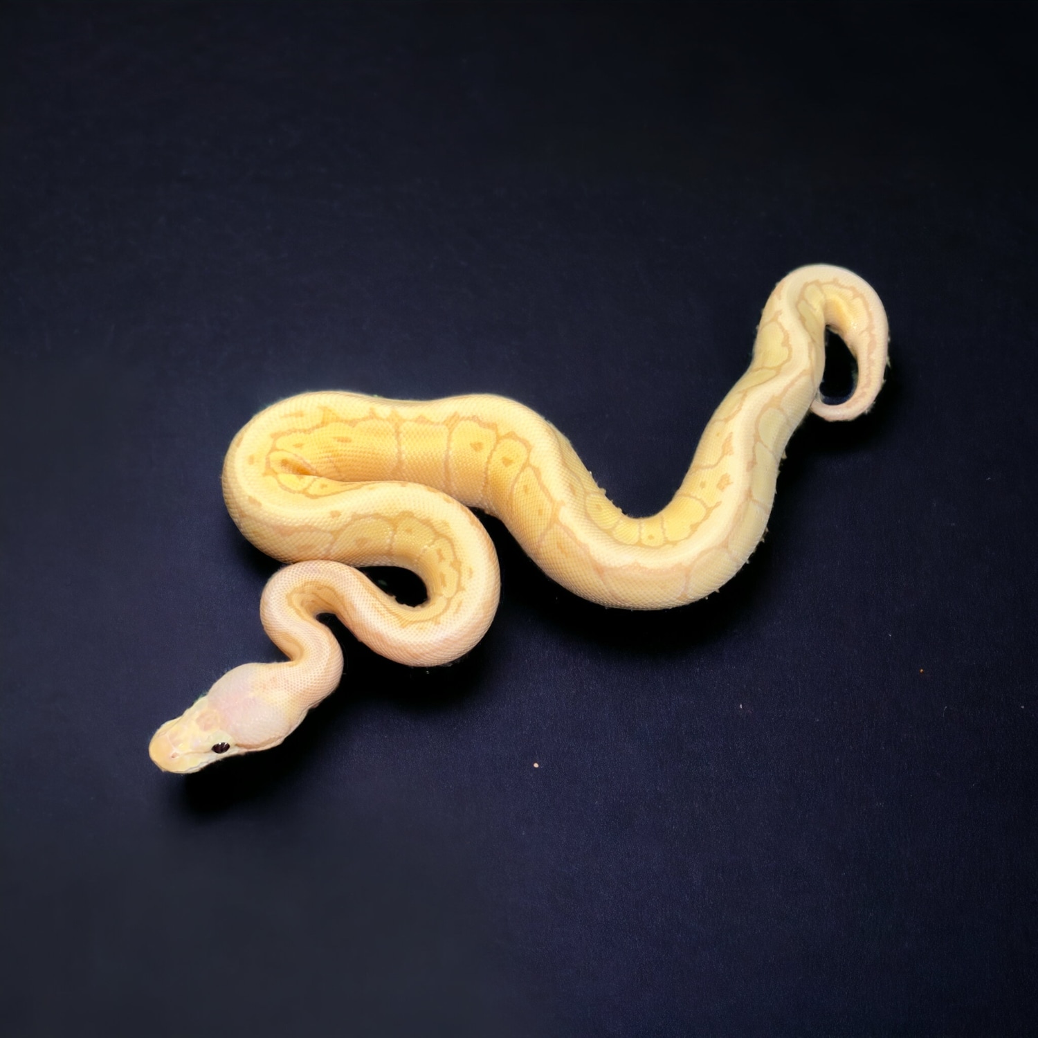Banana Fire Pinstripe Ball Python by JqBall Pythons LLC - MorphMarket