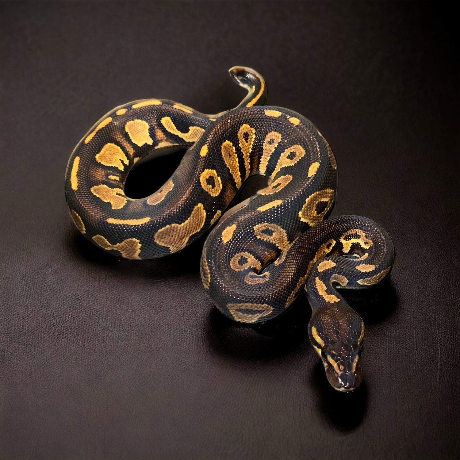 Blackhead Orange Dream 100%Het Pied Ball Python by JqBall Pythons LLC ...