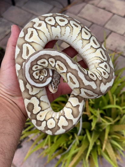 Pastel Butter Yb Spotnose 100% Het Clown Ball Python by JqBall Pythons LLC