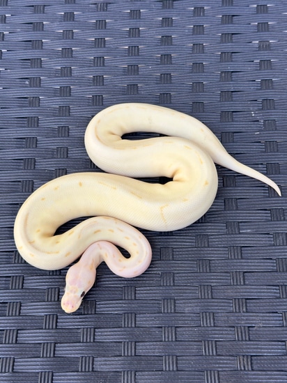 Banana Spider Fire Pinstripe Clown Ball Python by JqBall Pythons LLC