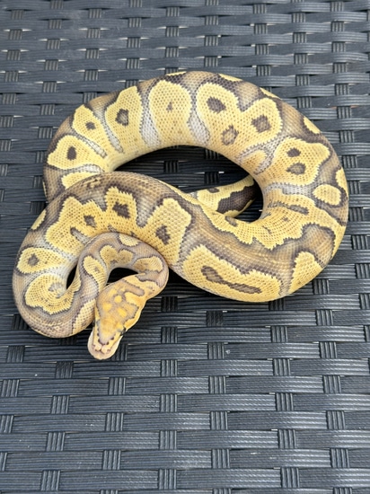 23 Chocolate Ghi Fire Clown Ball Python by JqBall Pythons LLC