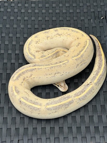 21'Highway 100%Het G-Stripe(Proven) Ball Python by JqBall Pythons LLC