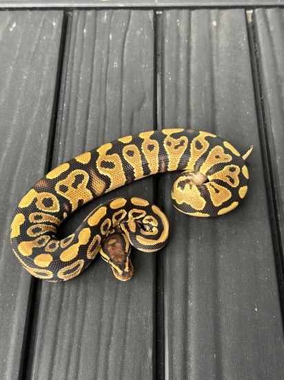 Chocolate Het Clown Ball Python by JqBall Pythons LLC