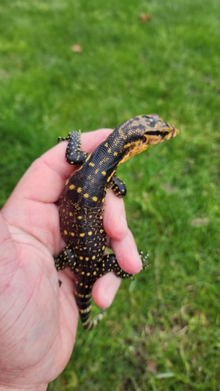 Varanus Cumingi Water Monitor by Rigdon's Reptiles