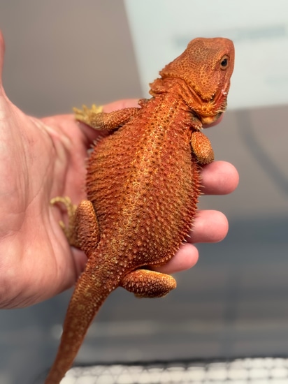 100% Het Zero Hypo Translucent Red Citrus Dunner Central Bearded Dragon ...