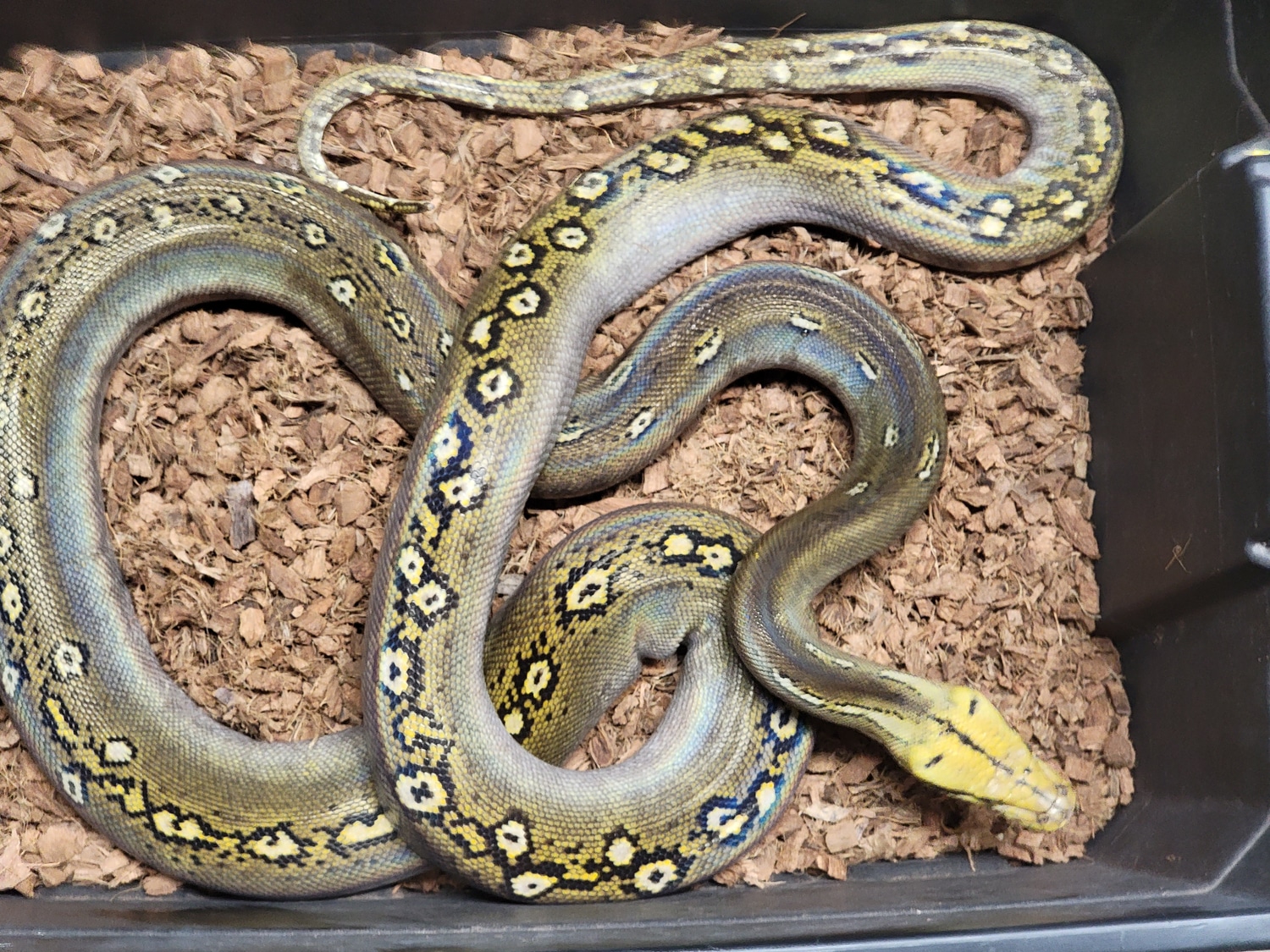 Phantom Motley Reticulated Python by Mid south serpents - MorphMarket