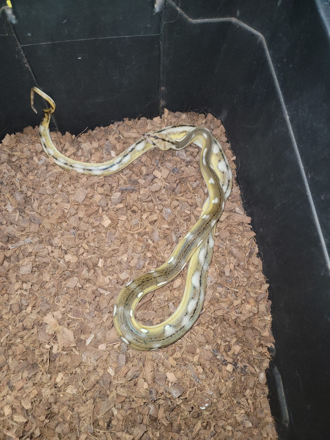 Motley Sunfire Tiger Citron( Het Titanium) 66% Het Albino 50%het Mocha ...
