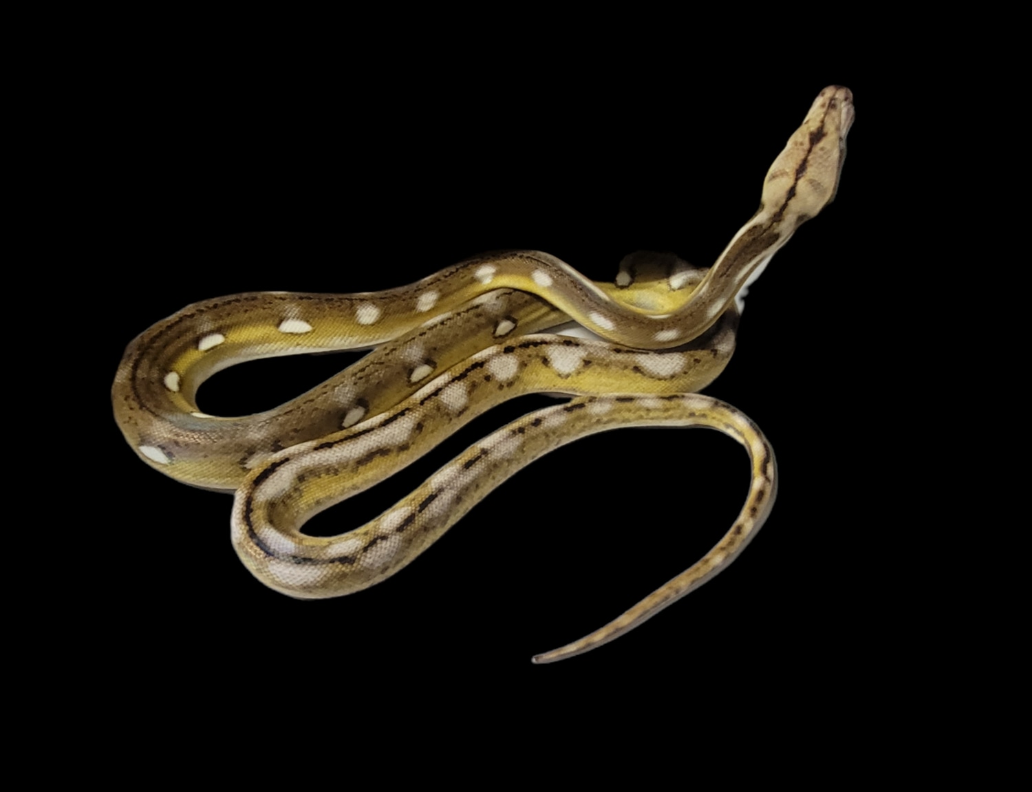 Motley Sunfire Tiger Citron( Het Titanium) 66% Het Albino 50%het Mocha ...