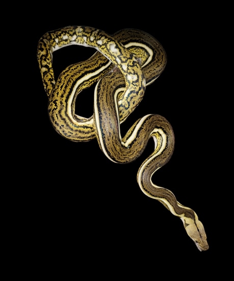 Anthrax Tiger Reticulated Python by Mid south serpents