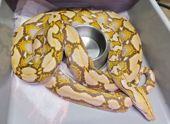 Breeder Mochino Female Reticulated Python by Mid south serpents