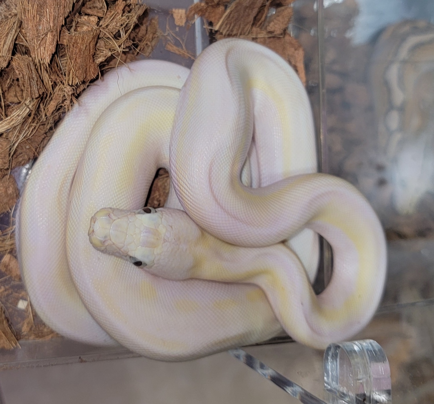 25% Kalaotoa Cow Reticulated Python by Mid south serpents - MorphMarket