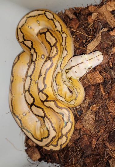 Mochino Motley Reticulated Python by Mid south serpents