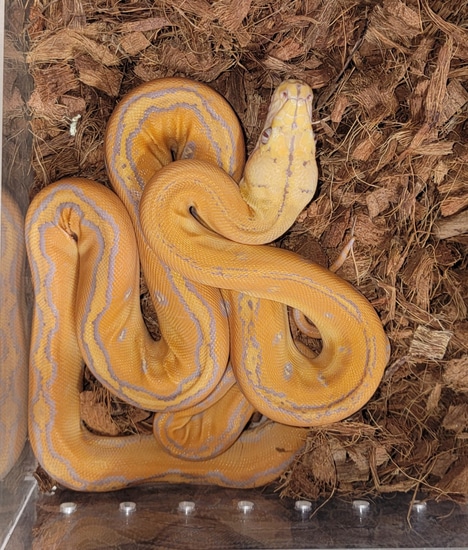 Purple Golden Child Reticulated Python by Mid south serpents
