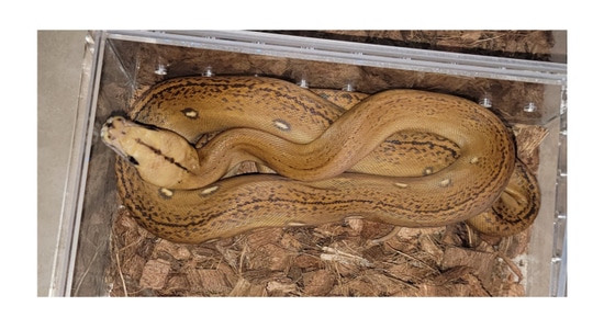 Mochino Golden Child Tiger Reticulated Python by Mid south serpents