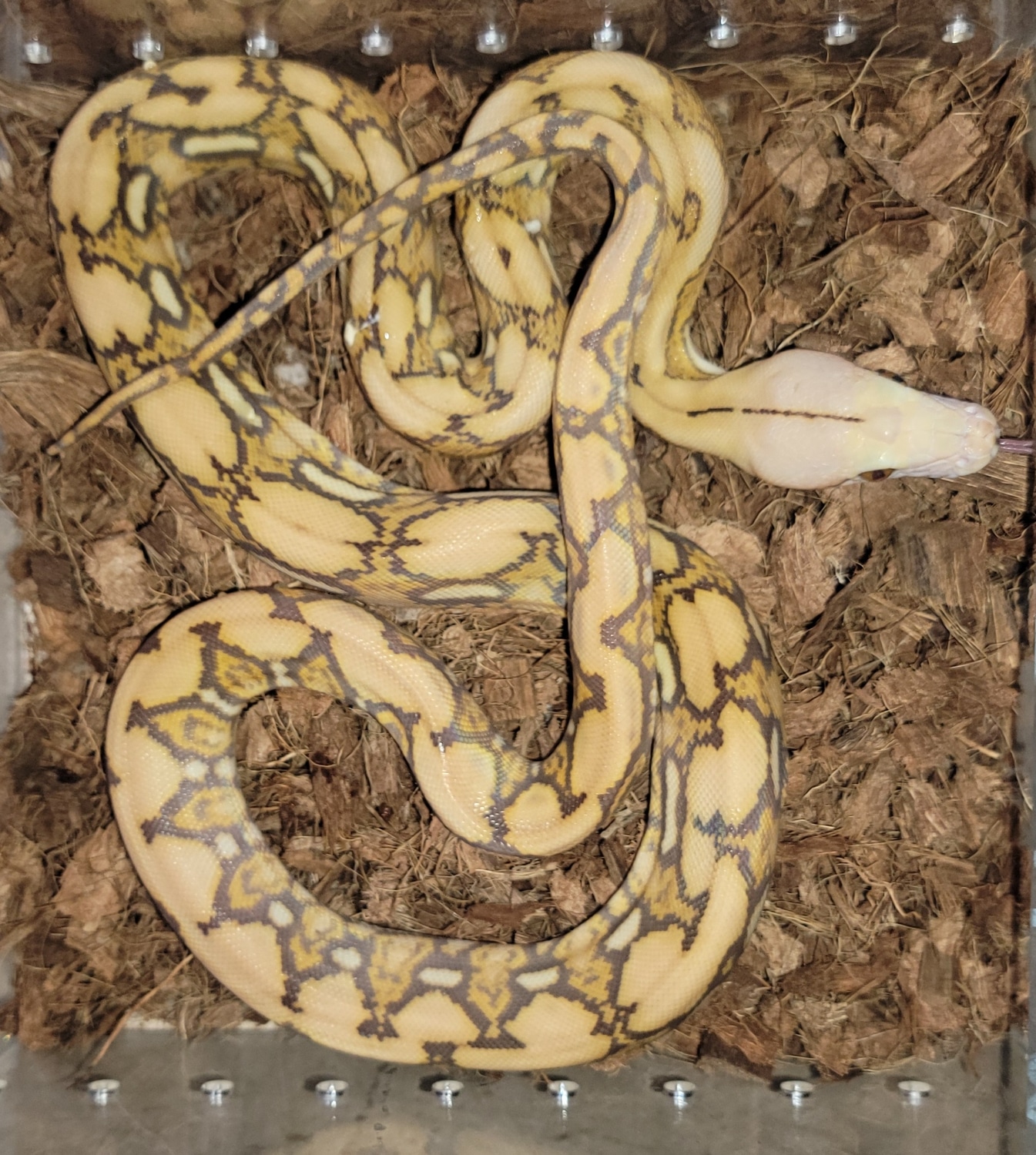 Mochino Tiger Reticulated Python by Mid south serpents - MorphMarket