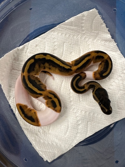 2023 Enchi Leopard Piebald Ball Python by BRB Exotics
