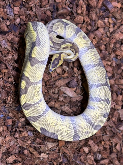 Super Enchi Fire 0.1 Ball Python by BRB Exotics