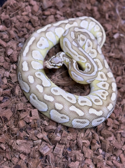 Super Pastel Russo Triple Het Albino, Clown And Pied Ball Python by BRB ...