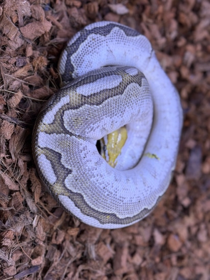 Chocolate Bamboo Ball Python by BRB Exotics
