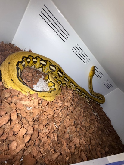 Platinum Tiger Het Purple HOGS Reticulated Python by BRB Exotics