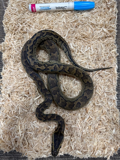 Rock Python by BRB Exotics