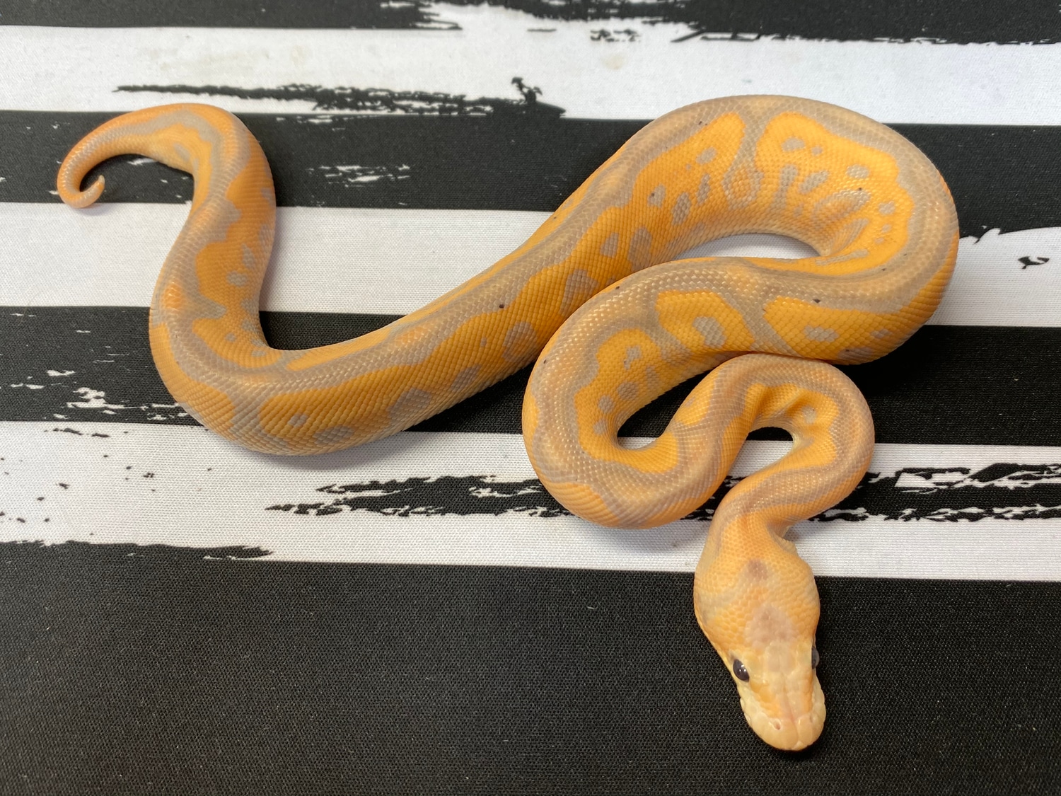 Banana Barnhart Line Black Pastel Yellowbelly Leopard Clown Ball Python ...