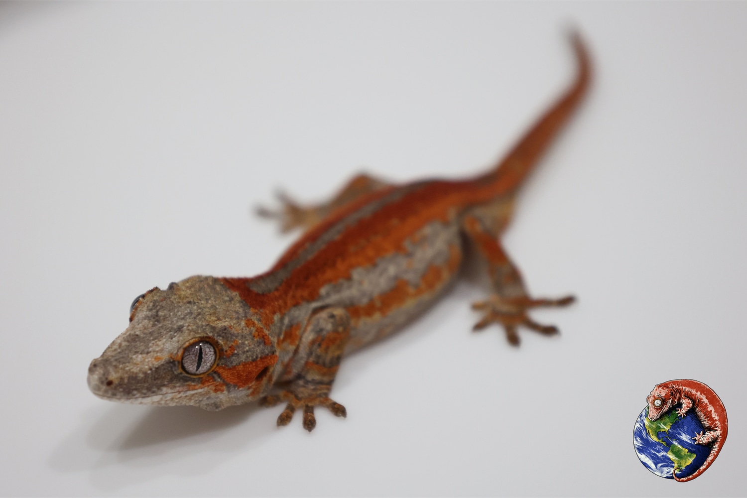 Red Super Stripe Gargoyle Gecko by JReptiles - MorphMarket