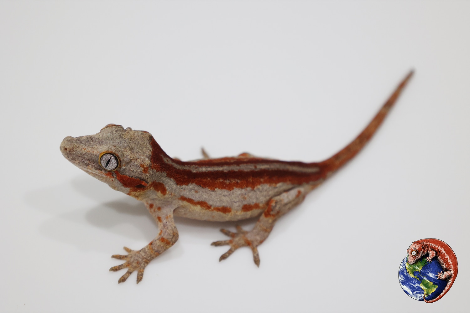 Red Striped Gargoyle Gecko by JReptiles - MorphMarket
