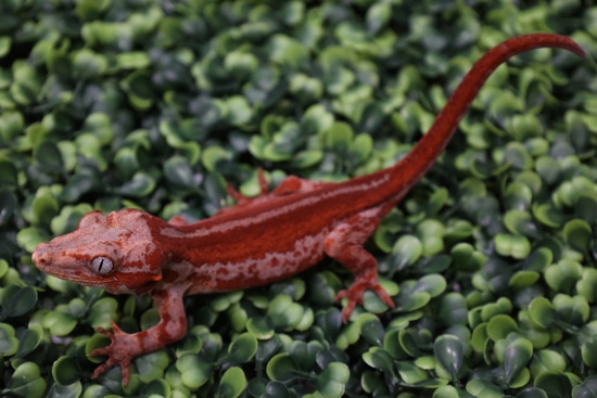 Red Gargoyle Gecko by JReptiles