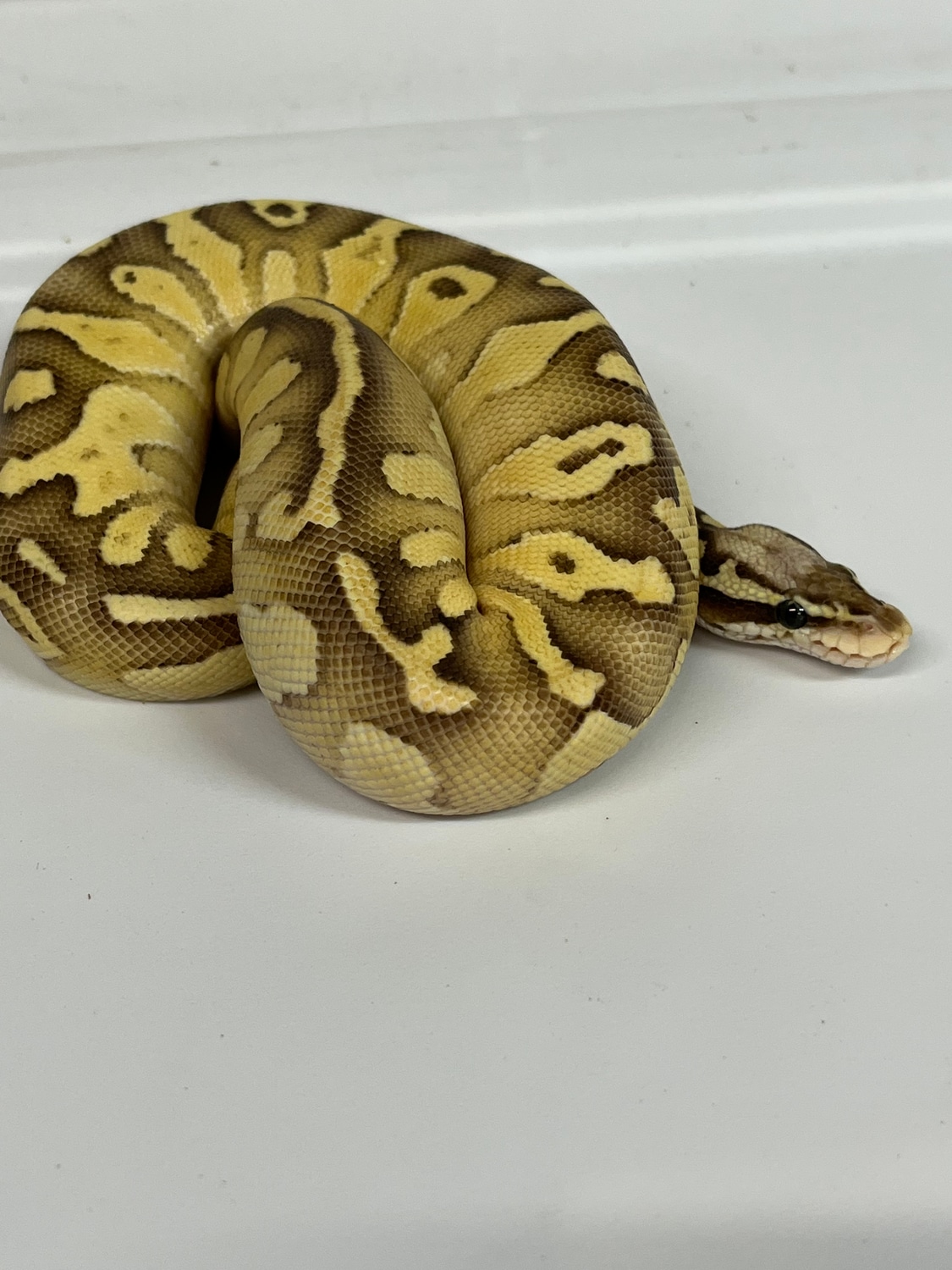 Pastel Fire Ball Python by Chippers Morphs - MorphMarket